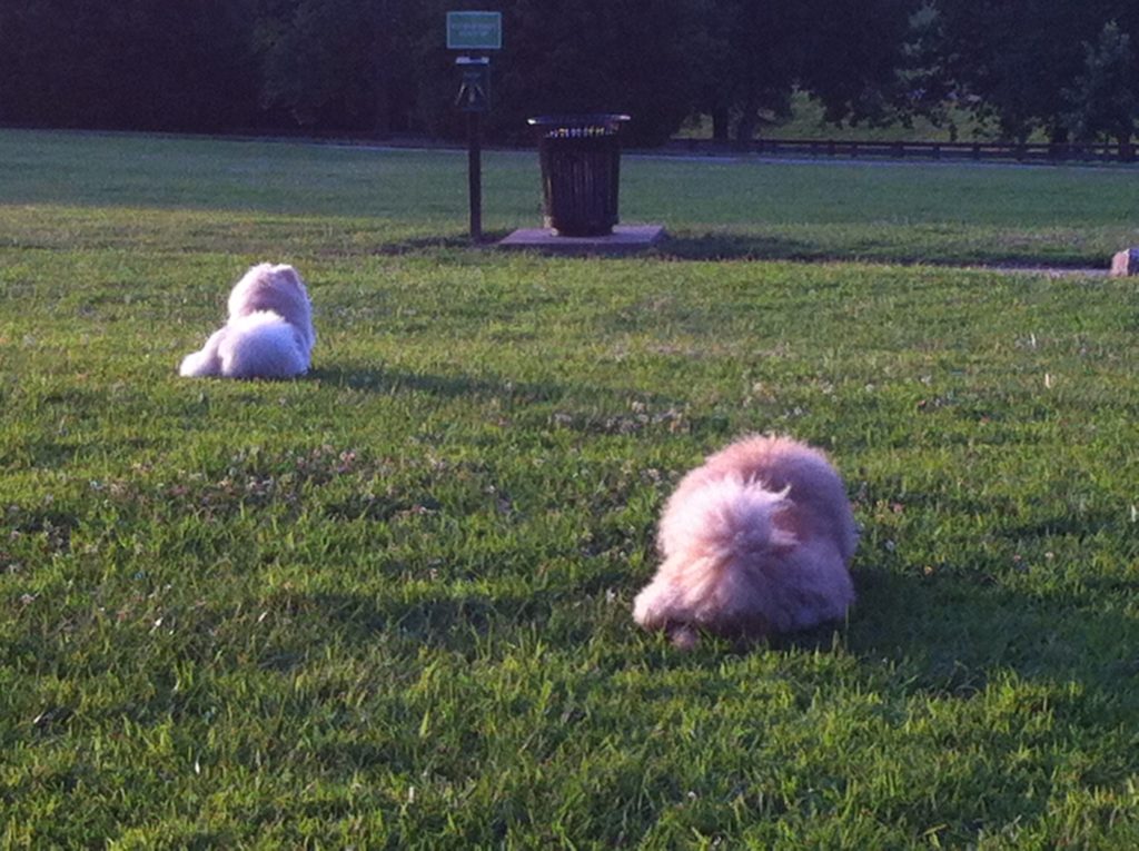 Two Rivers Dog Park • Hendersonville Dog Talk