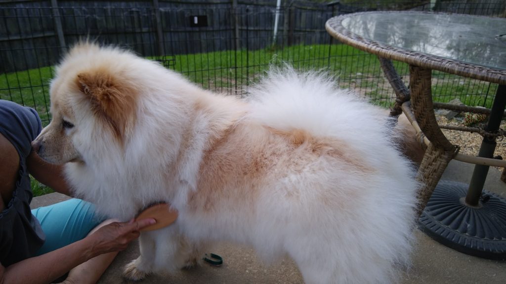 VIDEO! Let's Groom a Chow Chow! • Hendersonville Dog Talk