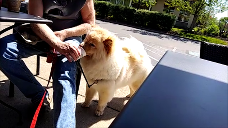 FINAL EXAM: Hendersonville Has Many Dog-Friendly Options ...